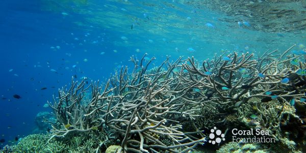 20 New Locally Managed Marine Areas in PNG - Bambuddha Group